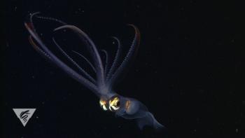 The Swordtail Squid (Chiroteuthis) | Shape of Life